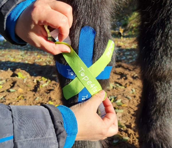 Kinesiologische Taping - vetwissen